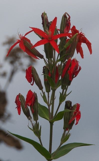 cardinalflower - Conservation Digest